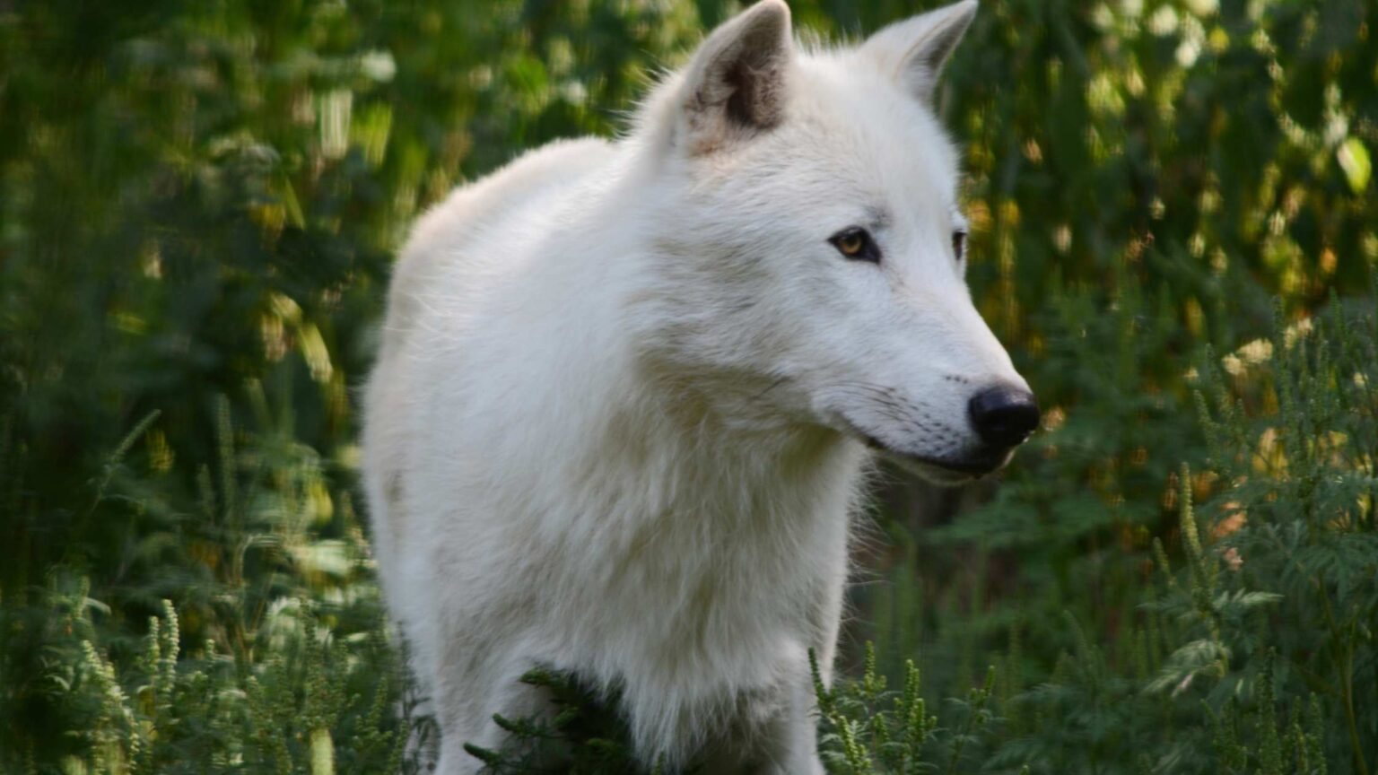 23 Best Things To Do In Julian, California