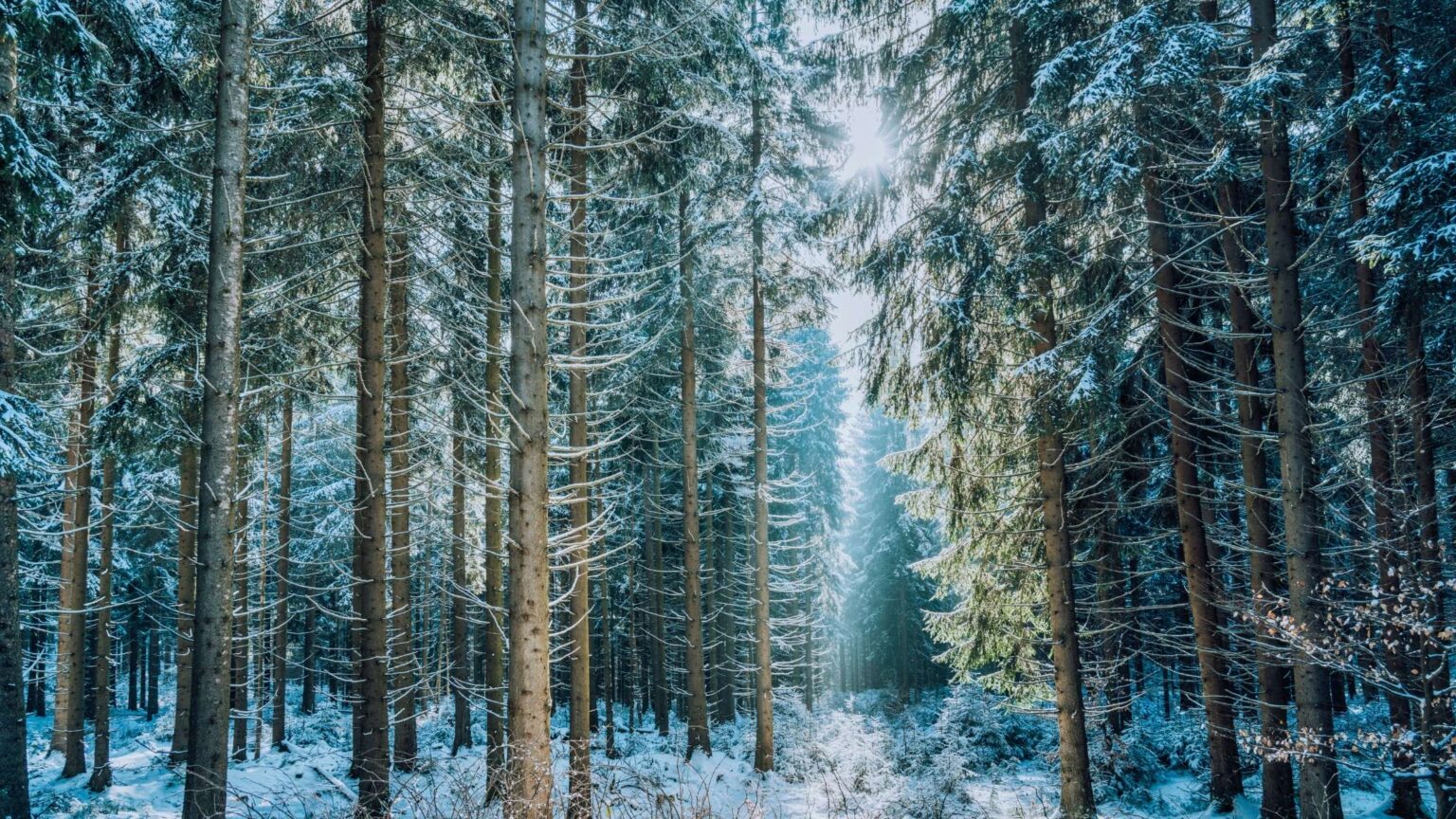 Snow In California - 28 Prettiest Places For a White Winter Trip