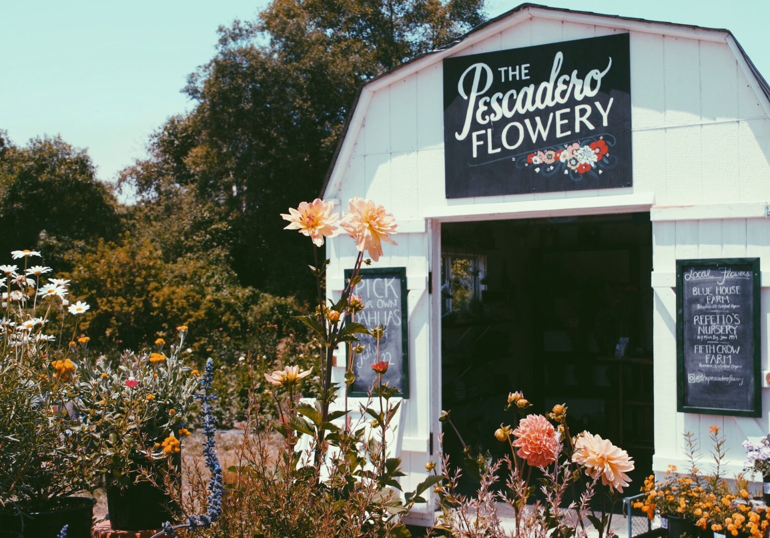 19 Things To Do in Pescadero For a Perfect California Getaway