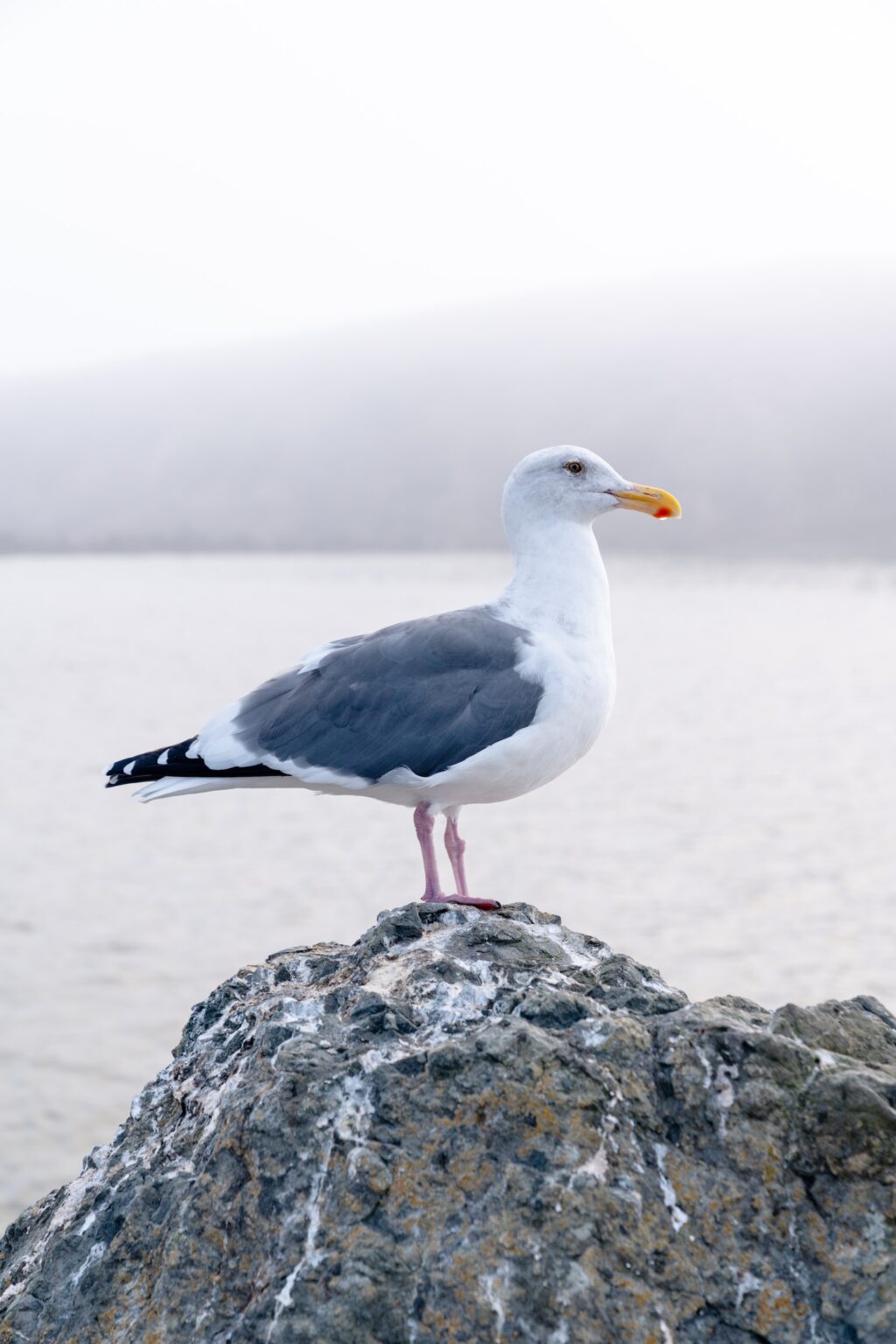 25 Best Things To Do In Bodega Bay In California