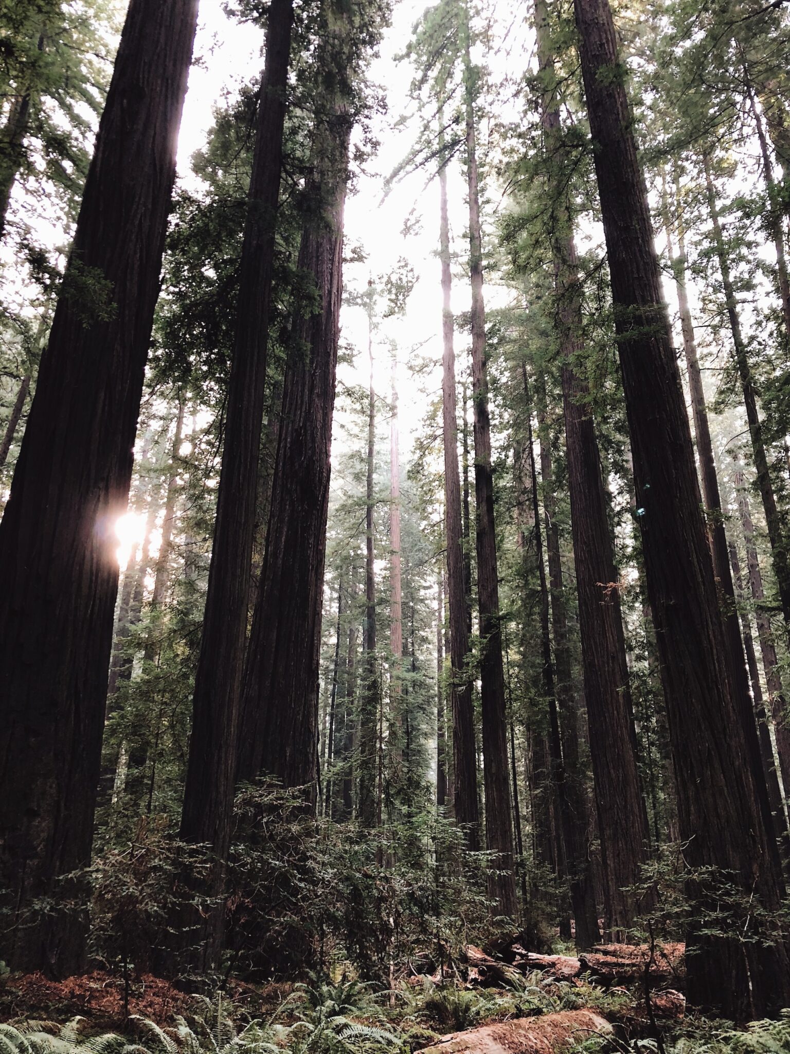 31 Best Things To Do In Northern California