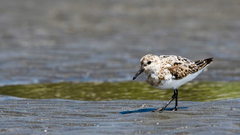25 Best Things To Do In Cambria In Central California