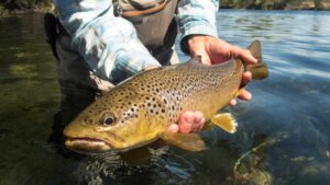 19 Awesome Things To Do In June Lake In California