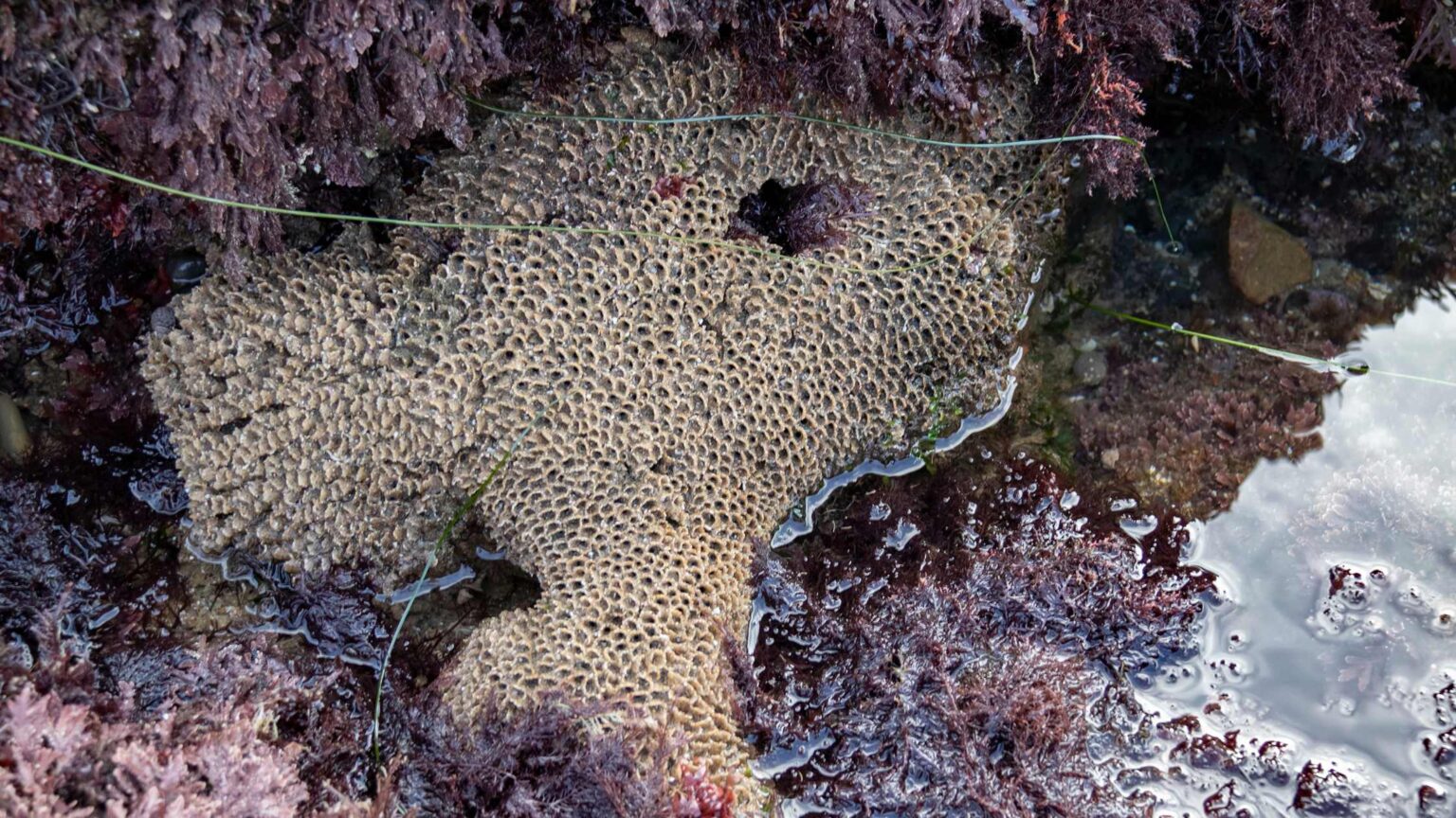 30 Beautiful California Tide Pools You Should Visit