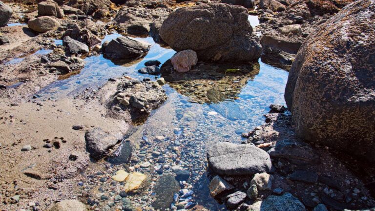 30 Beautiful California Tide Pools You Should Visit