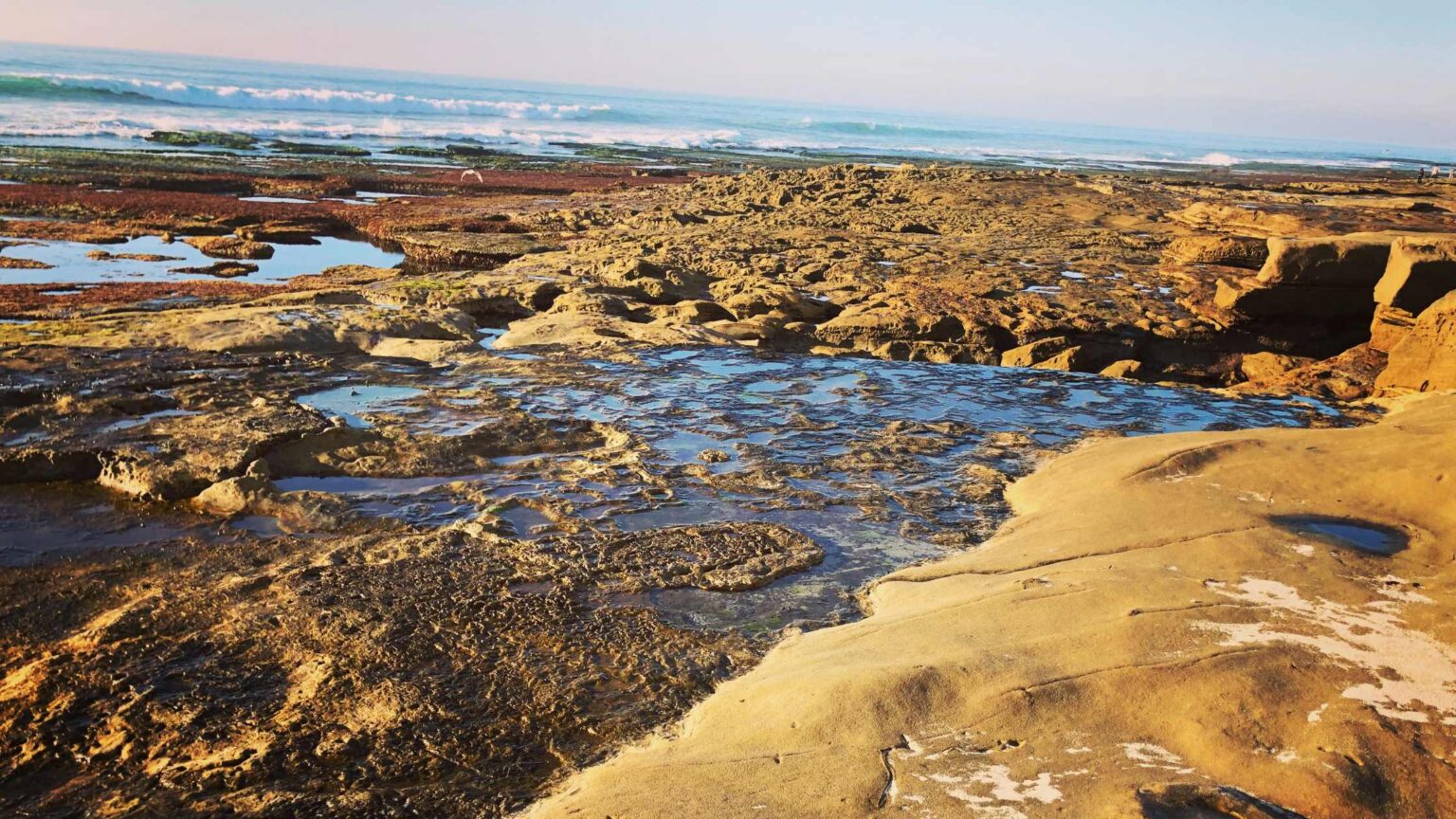 30 Beautiful California Tide Pools You Should Visit