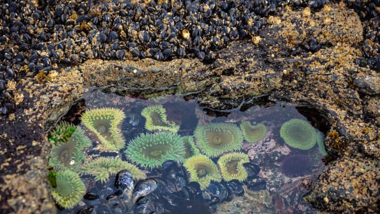 30 Beautiful California Tide Pools You Should Visit