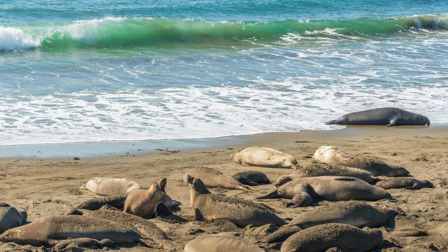 30 Beautiful California Tide Pools You Should Visit