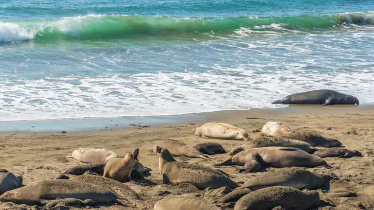 30 Beautiful California Tide Pools You Should Visit