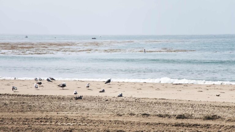 30 Beautiful California Tide Pools You Should Visit