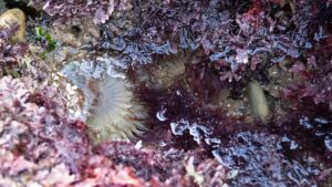 30 Beautiful California Tide Pools You Should Visit