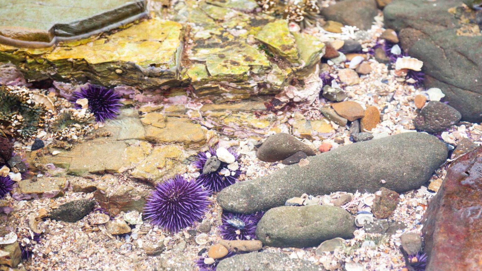 30 Beautiful California Tide Pools You Should Visit