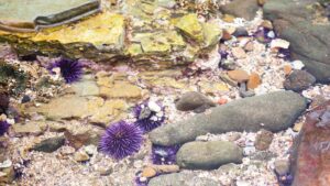 30 Beautiful California Tide Pools You Should Visit