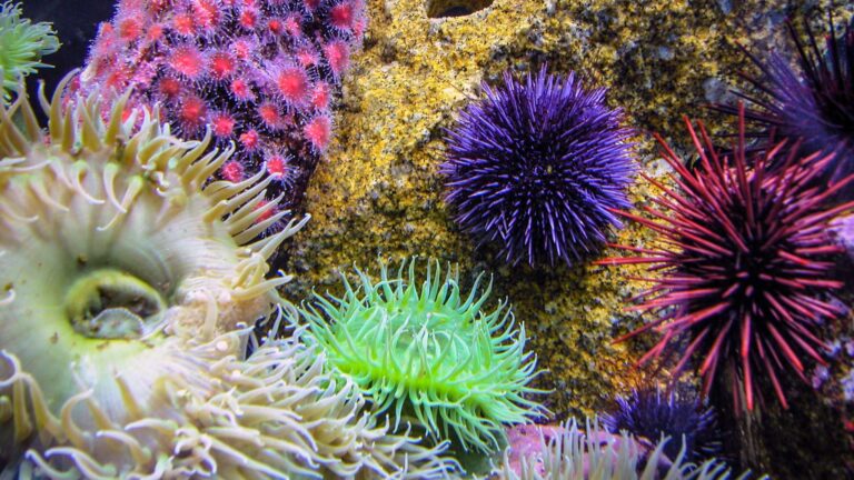 30 Beautiful California Tide Pools You Should Visit