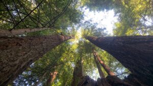 21 Best Hikes In Northern California For Spectacular Views