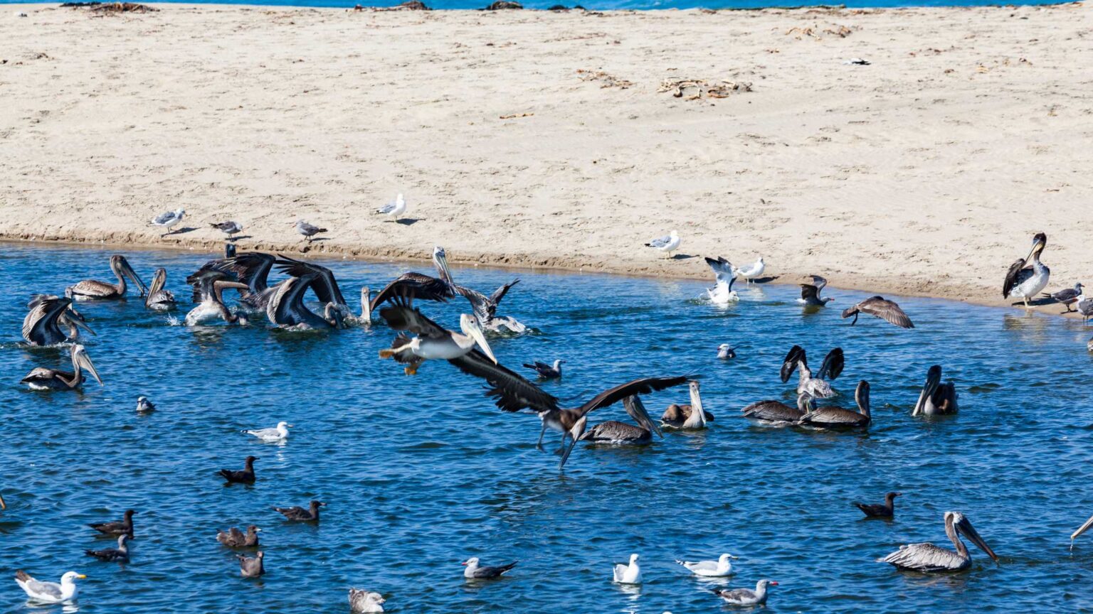 8 Pretty Santa Cruz Tide Pools To Enjoy With Your Kids