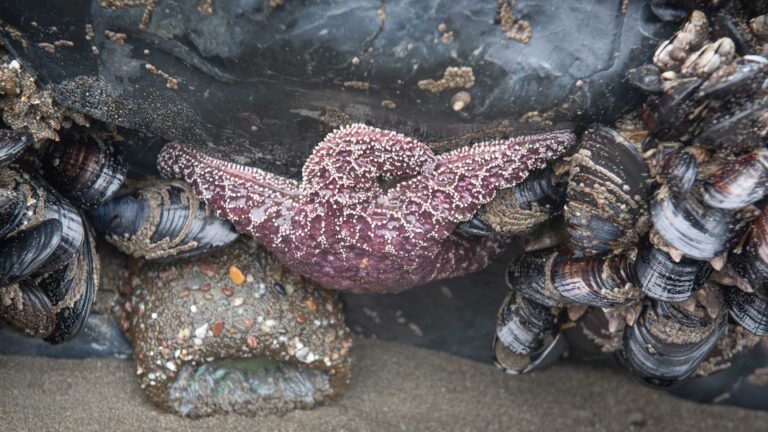 8 Pretty Santa Cruz Tide Pools To Enjoy With Your Kids