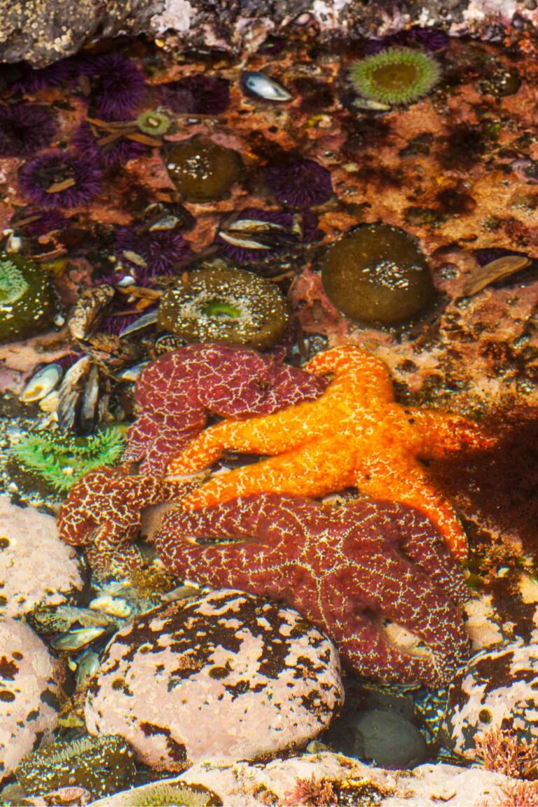 10 Best Tide Pools In Florida To Visit With Your Kids