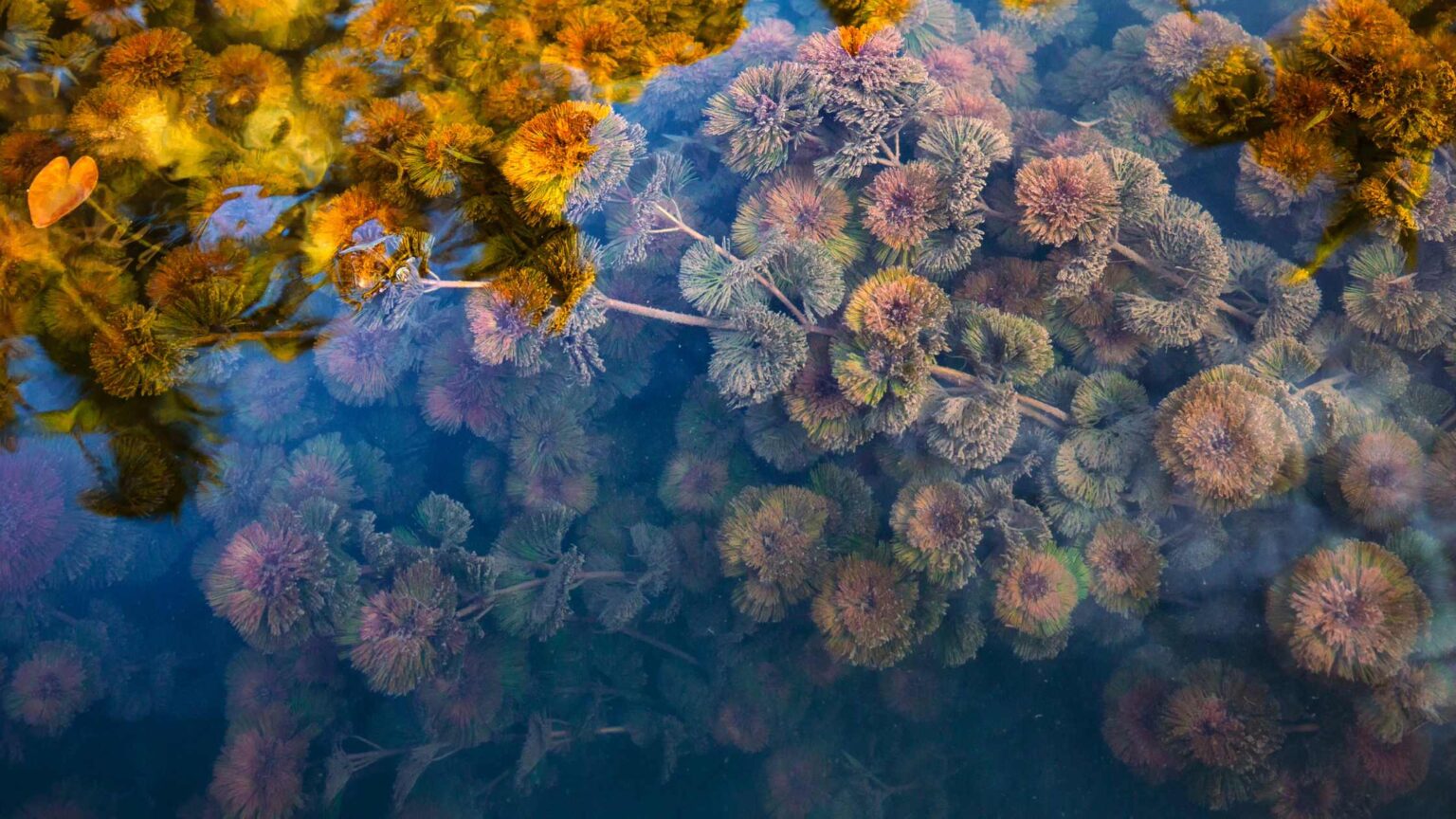 10 Best Tide Pools In Florida To Visit With Your Kids