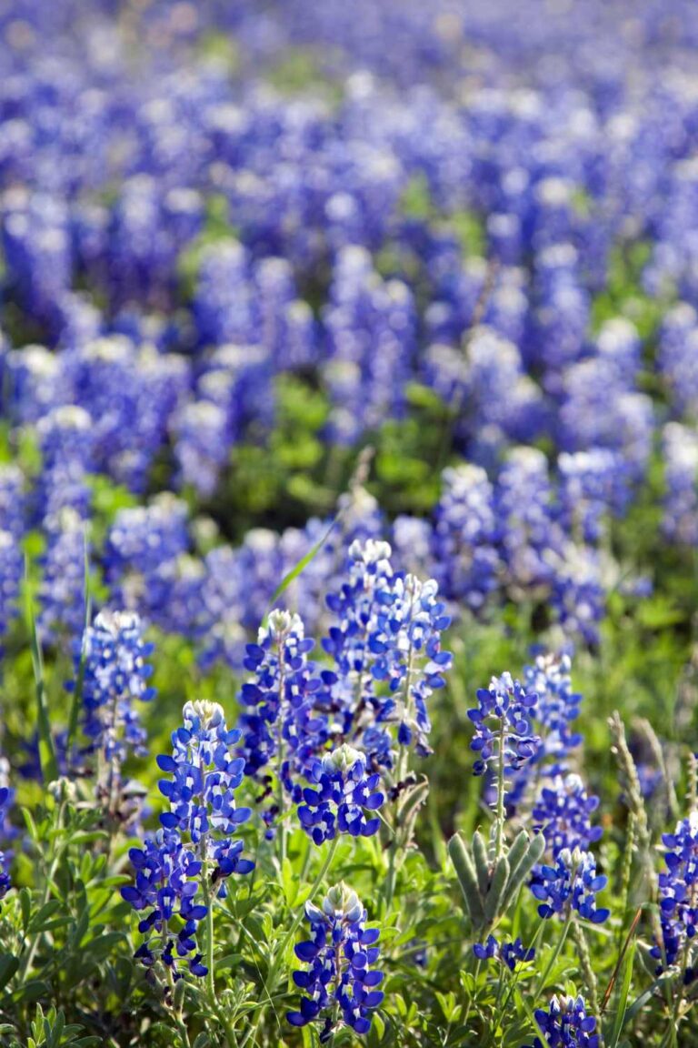 15 Places To Admire The Beautiful Blue Bonnets In Texas