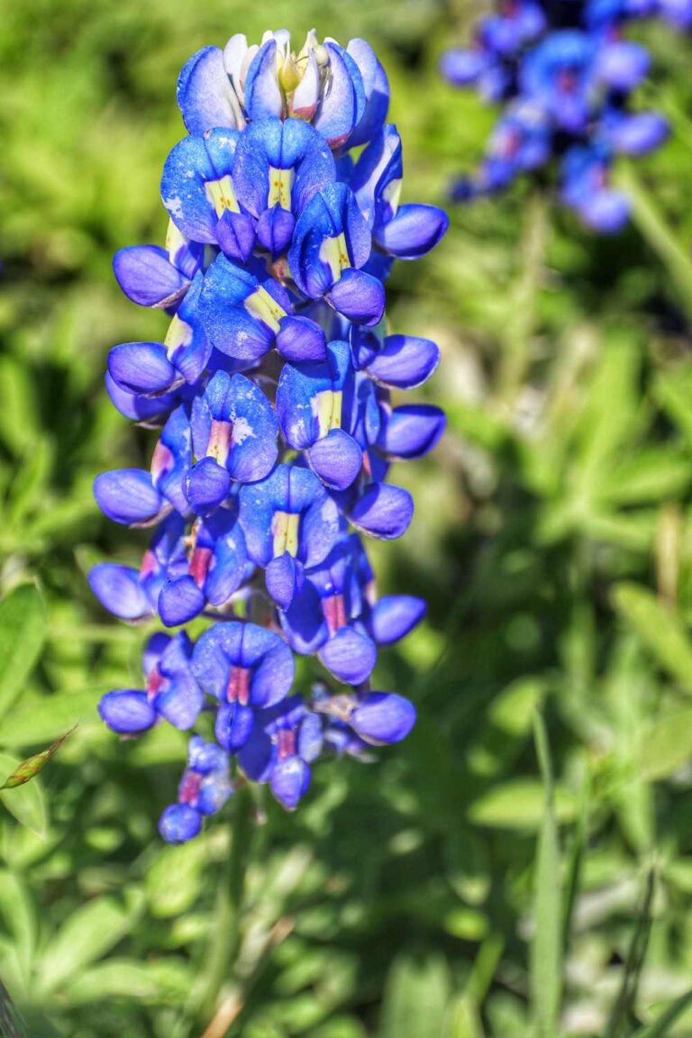 15 Places To Admire The Beautiful Blue Bonnets In Texas