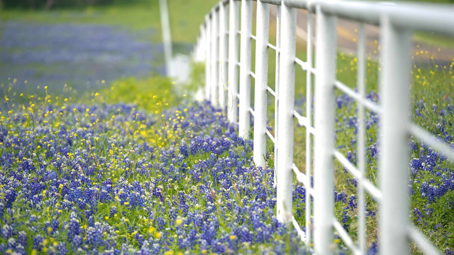 15 Places To Admire The Beautiful Blue Bonnets In Texas