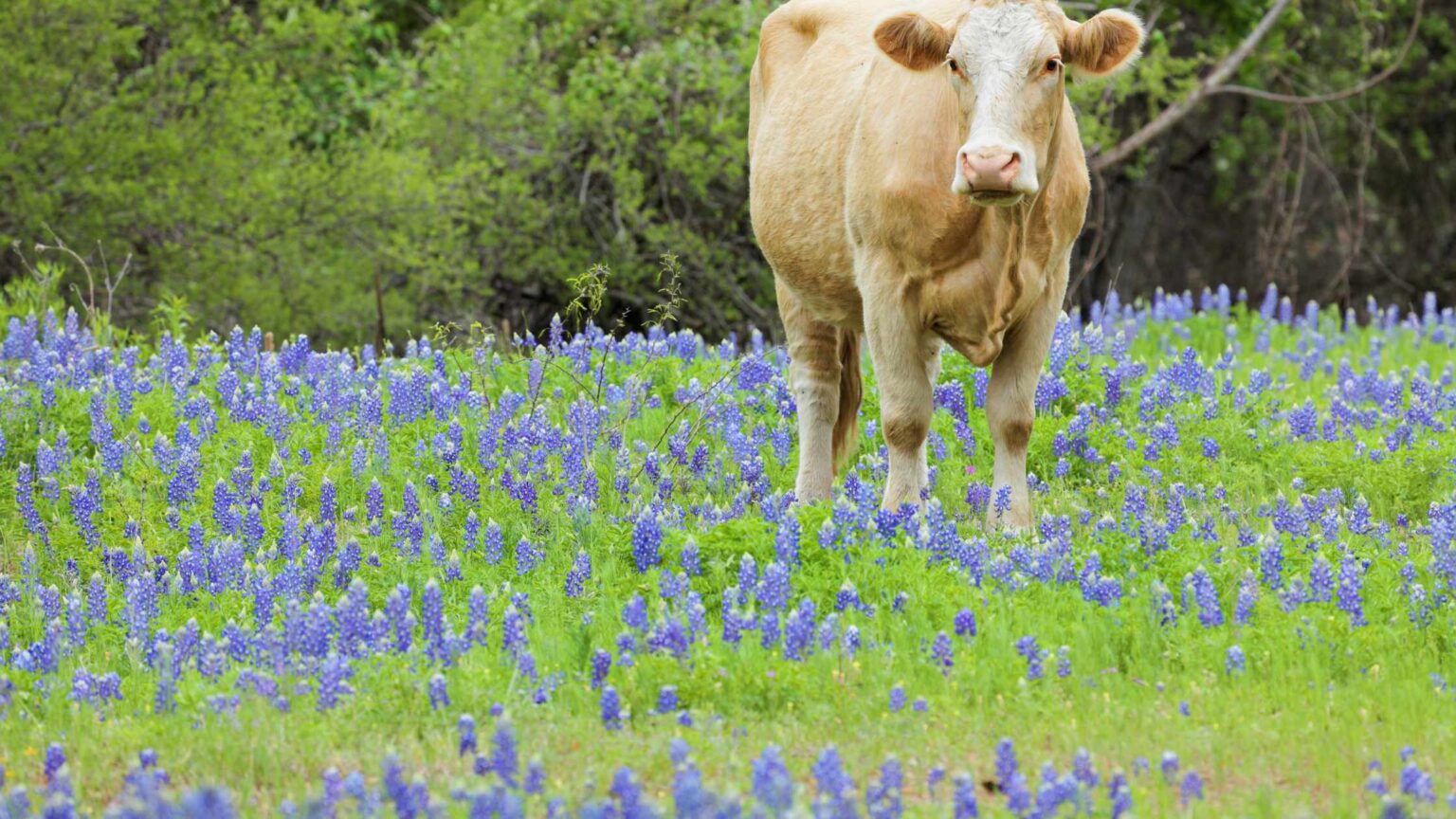 15 Places To Admire The Beautiful Blue Bonnets In Texas