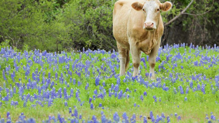 15 Places To Admire The Beautiful Blue Bonnets In Texas