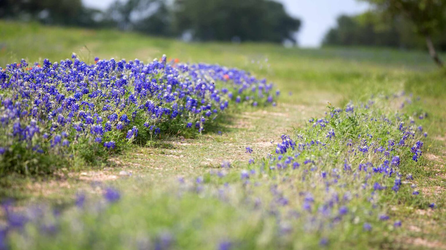 15 Places To Admire The Beautiful Blue Bonnets In Texas