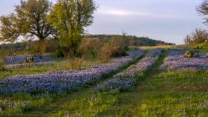 15 Places To Admire The Beautiful Blue Bonnets In Texas