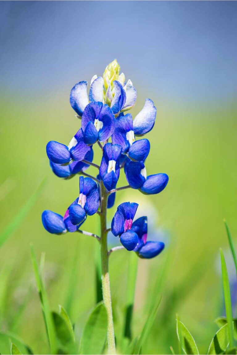 15 Places To Admire The Beautiful Blue Bonnets In Texas