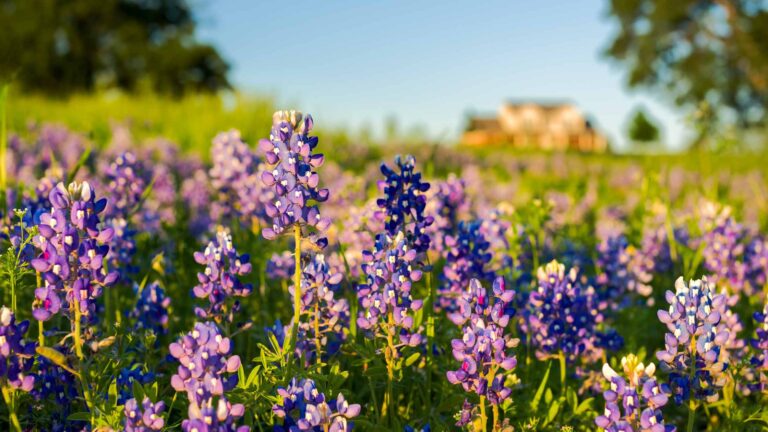 15 Places To Admire The Beautiful Blue Bonnets In Texas