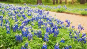 15 Places To Admire The Beautiful Blue Bonnets In Texas