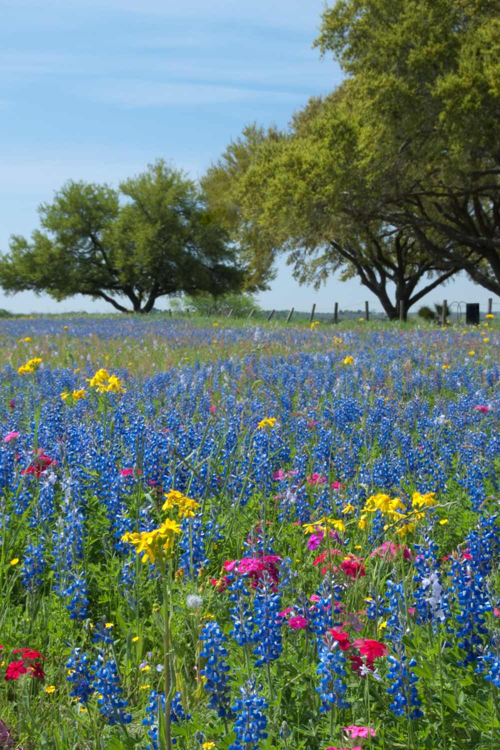 15 Places To Admire The Beautiful Blue Bonnets In Texas