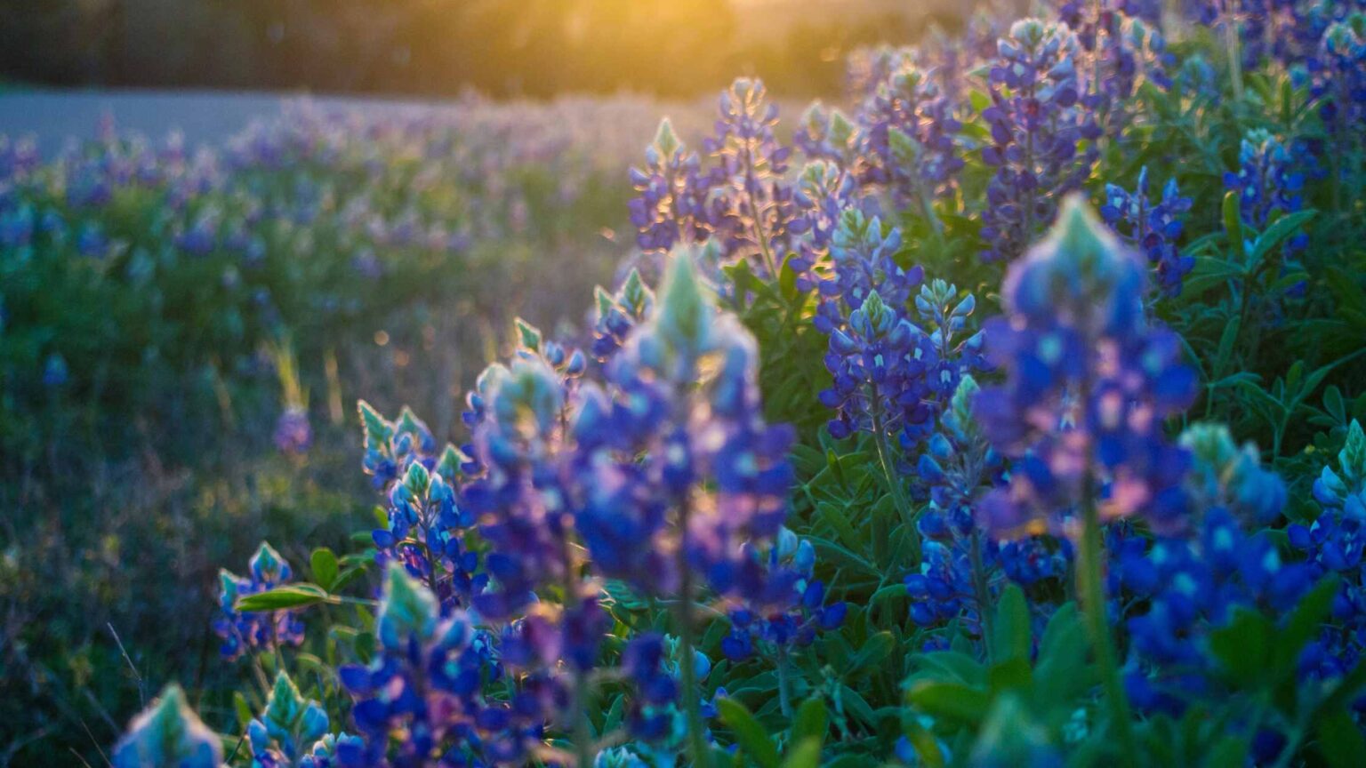 15 Places To Admire The Beautiful Blue Bonnets In Texas