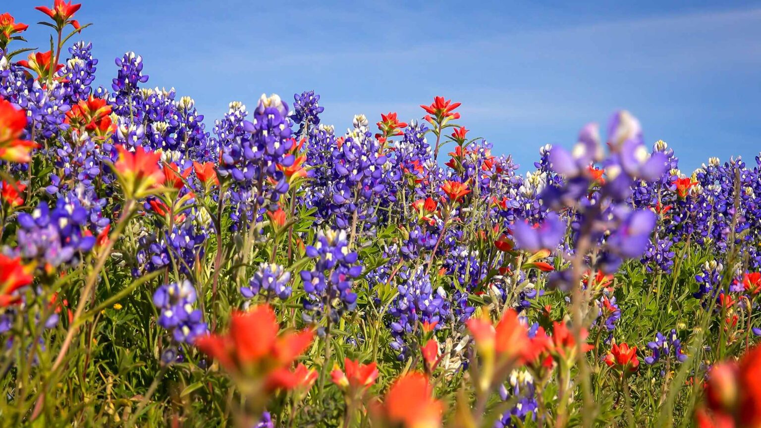 15 Places To Admire The Beautiful Blue Bonnets In Texas