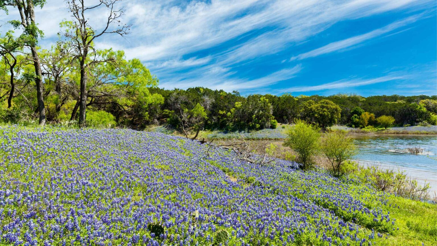 15 Places To Admire The Beautiful Blue Bonnets In Texas