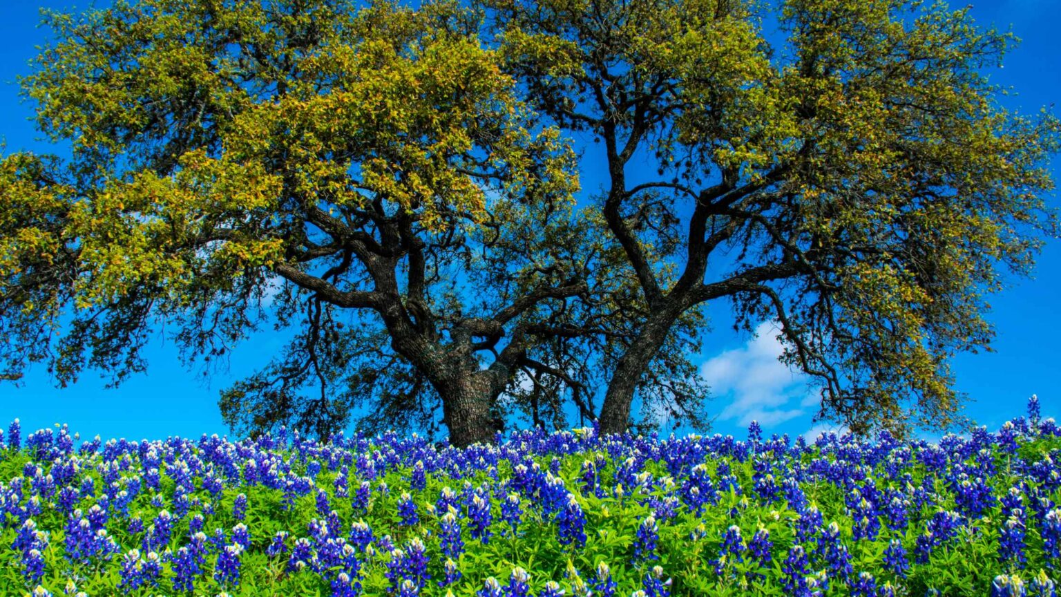 15 Places To Admire The Beautiful Blue Bonnets In Texas