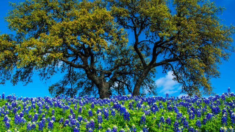 15 Places To Admire The Beautiful Blue Bonnets In Texas