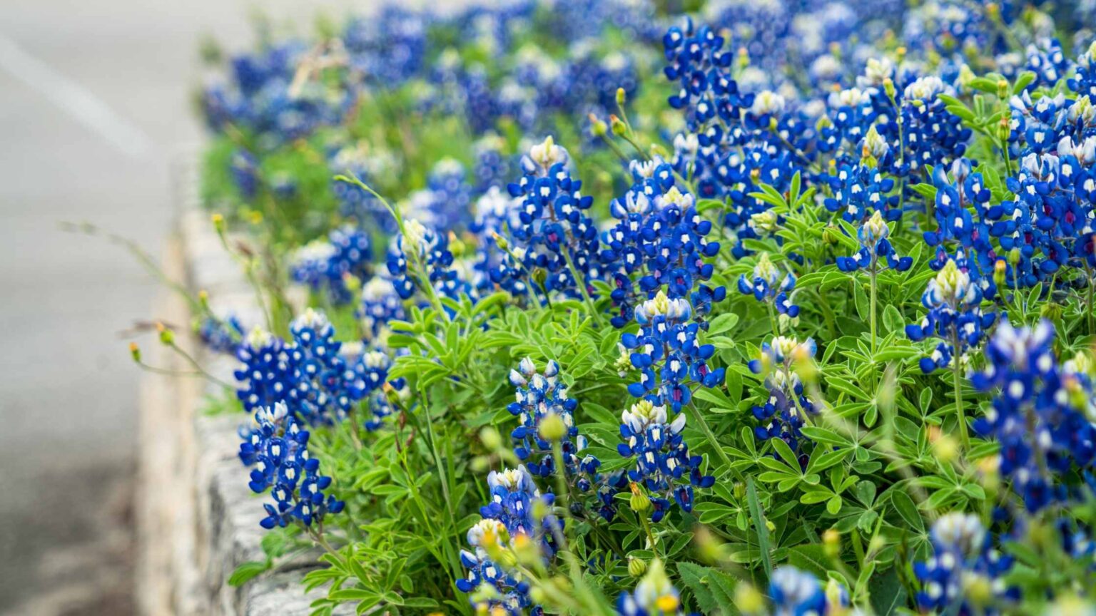 15 Places To Admire The Beautiful Blue Bonnets In Texas