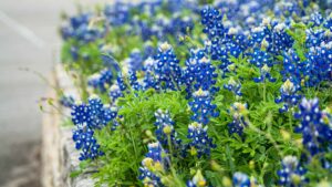 15 Places To Admire The Beautiful Blue Bonnets In Texas