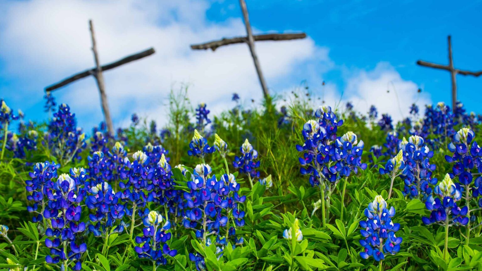 15 Places To Admire The Beautiful Blue Bonnets In Texas