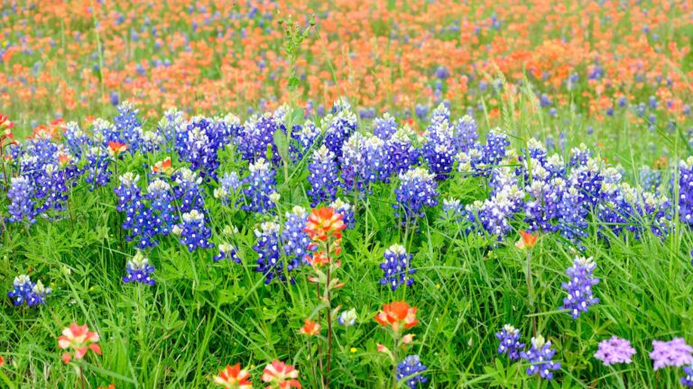 15 Places To Admire The Beautiful Blue Bonnets In Texas