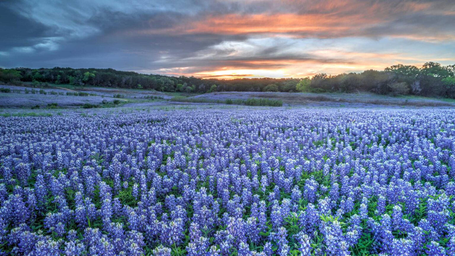 15 Places To Admire The Beautiful Blue Bonnets In Texas
