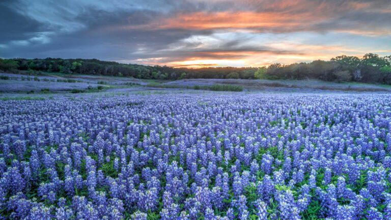 15 Places To Admire The Beautiful Blue Bonnets In Texas