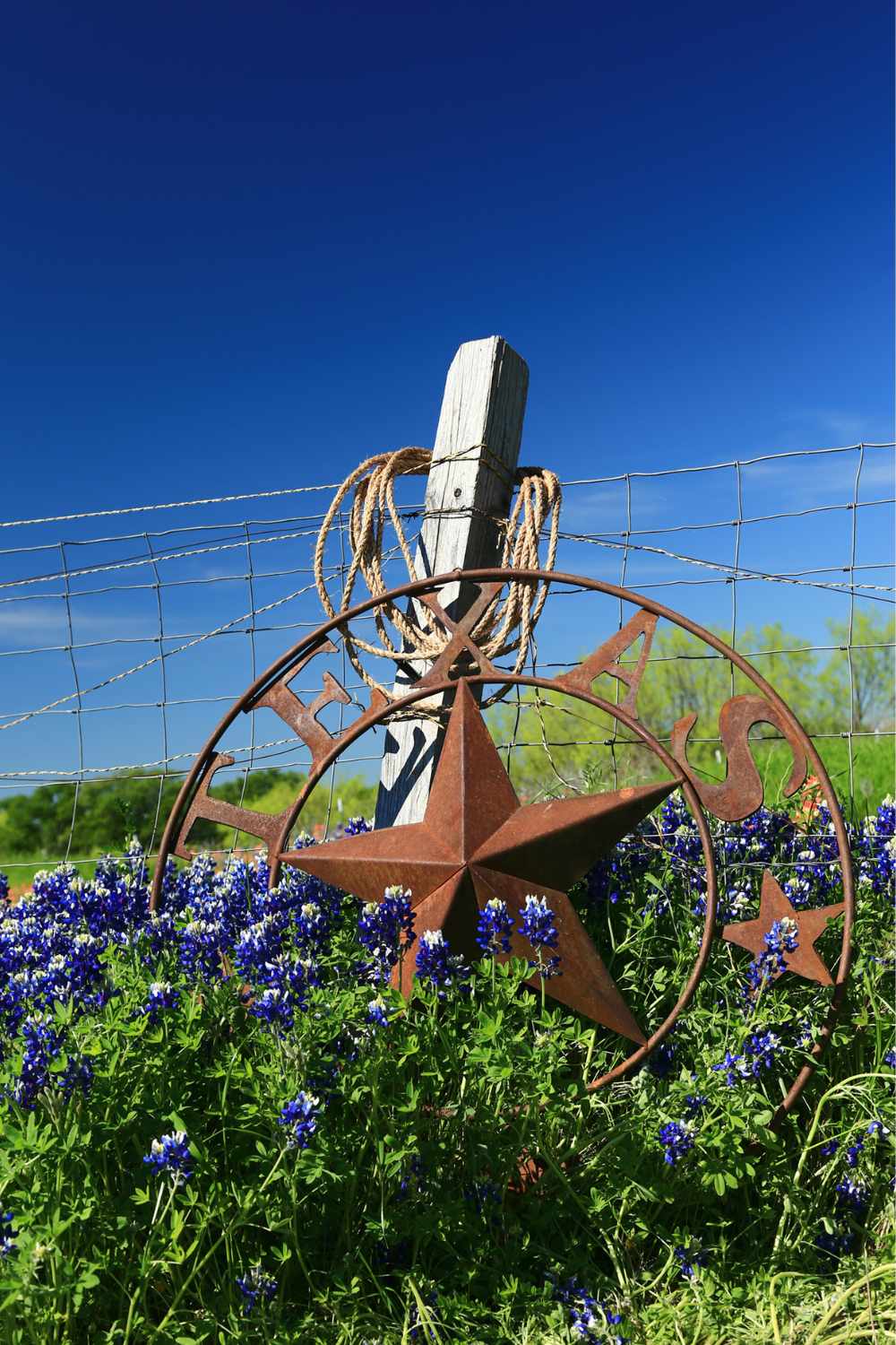 15 Places To Admire The Beautiful Blue Bonnets In Texas