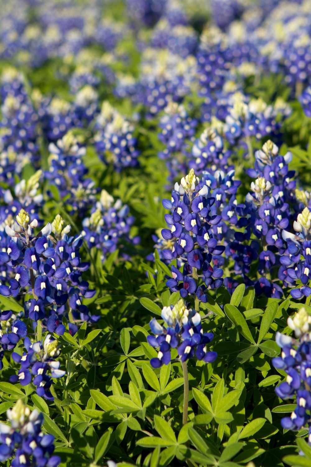 15 Places To Admire The Beautiful Blue Bonnets In Texas