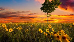 21 Beautiful Texas Sunflower Fields You Should Check Out