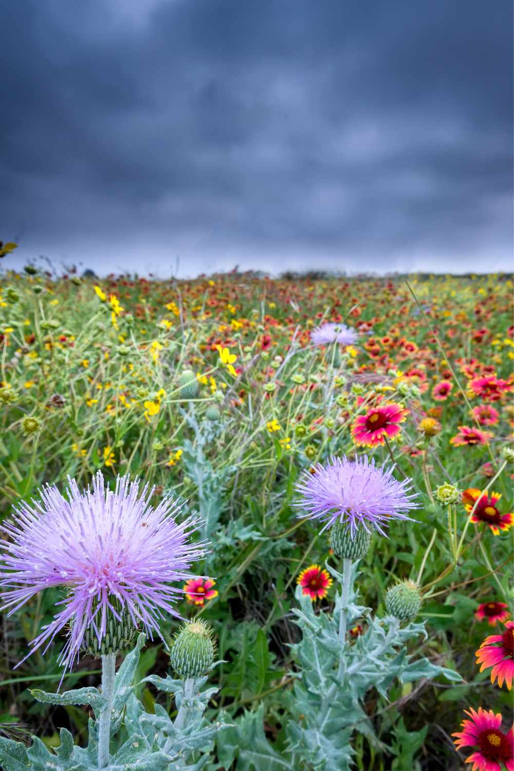 21 Beautiful Texas Sunflower Fields You Should Check Out