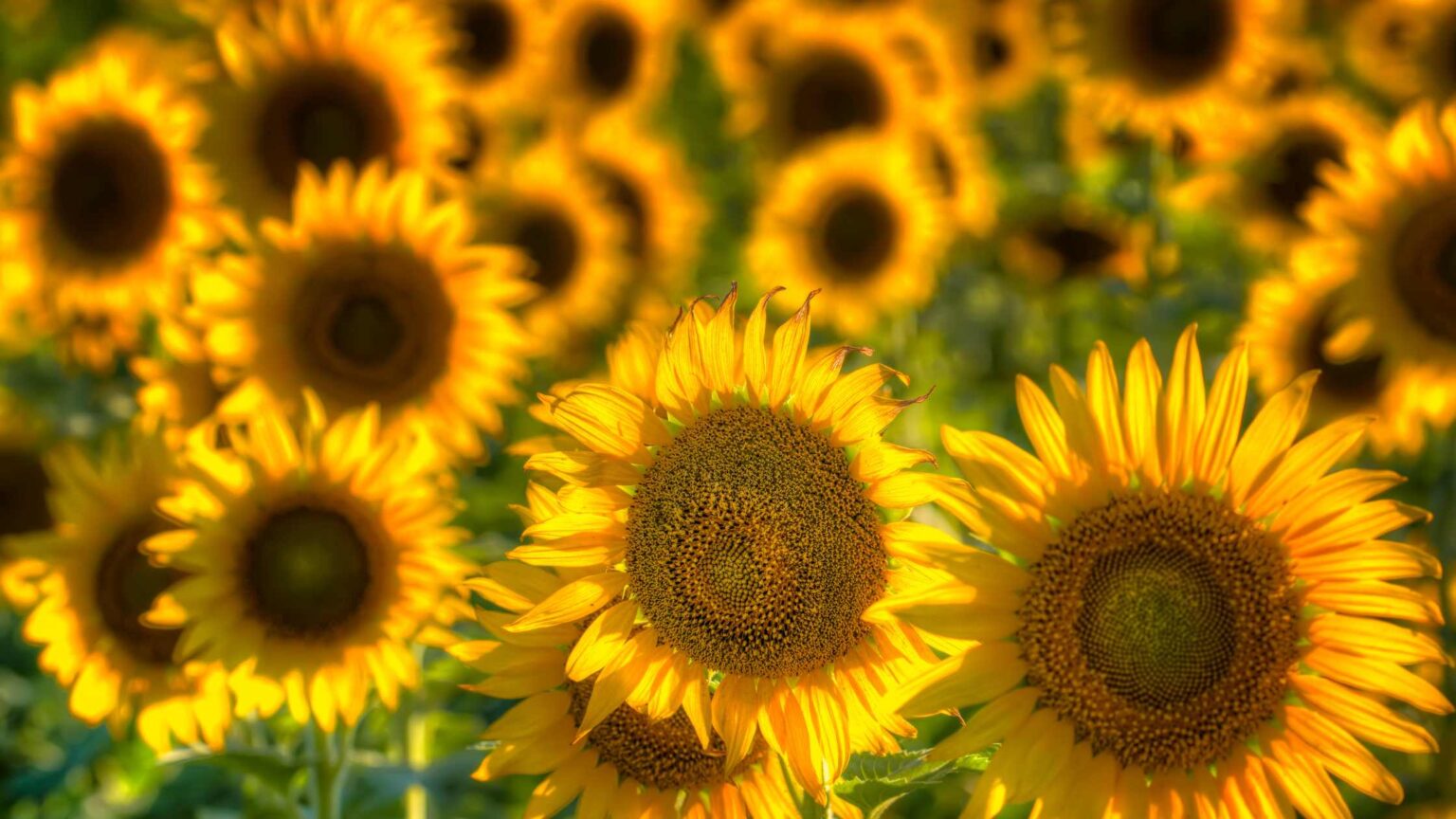 21 Beautiful Texas Sunflower Fields You Should Check Out